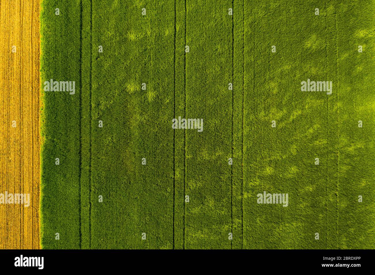 Green field in rural area. Landscape of agricultural cereal fields ...