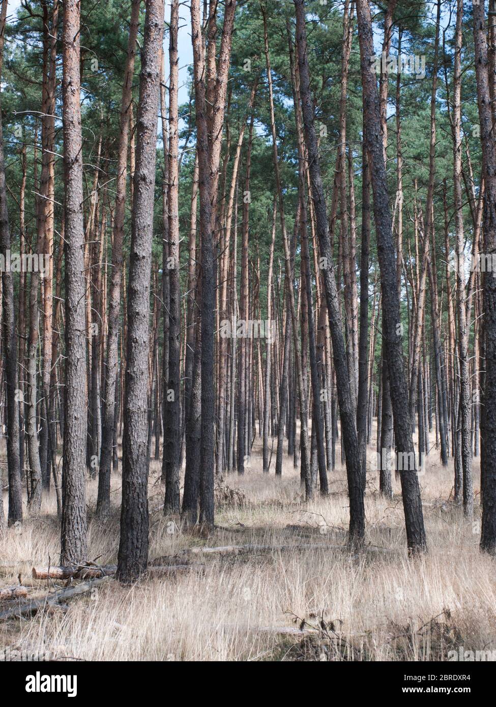 Brietlingen hi-res stock photography and images - Alamy