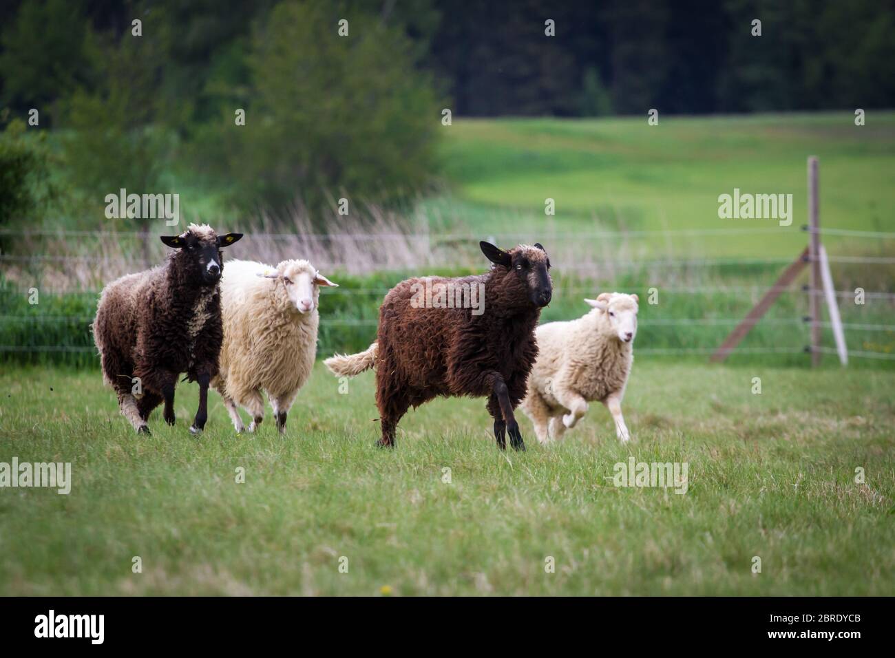 Waldschaf, an endangered sheep breed from Bavaria/ Austria Stock Photo ...