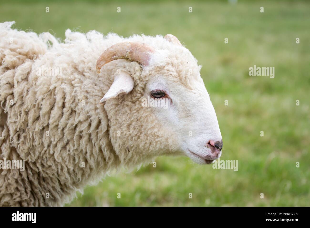 Waldschaf, an endangered sheep breed from Bavaria/ Austria Stock Photo ...