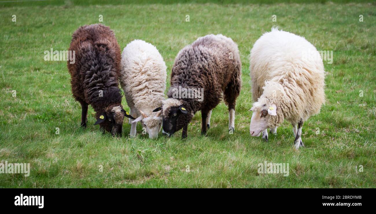 Waldschaf, an endangered sheep breed from Bavaria/ Austria Stock Photo ...