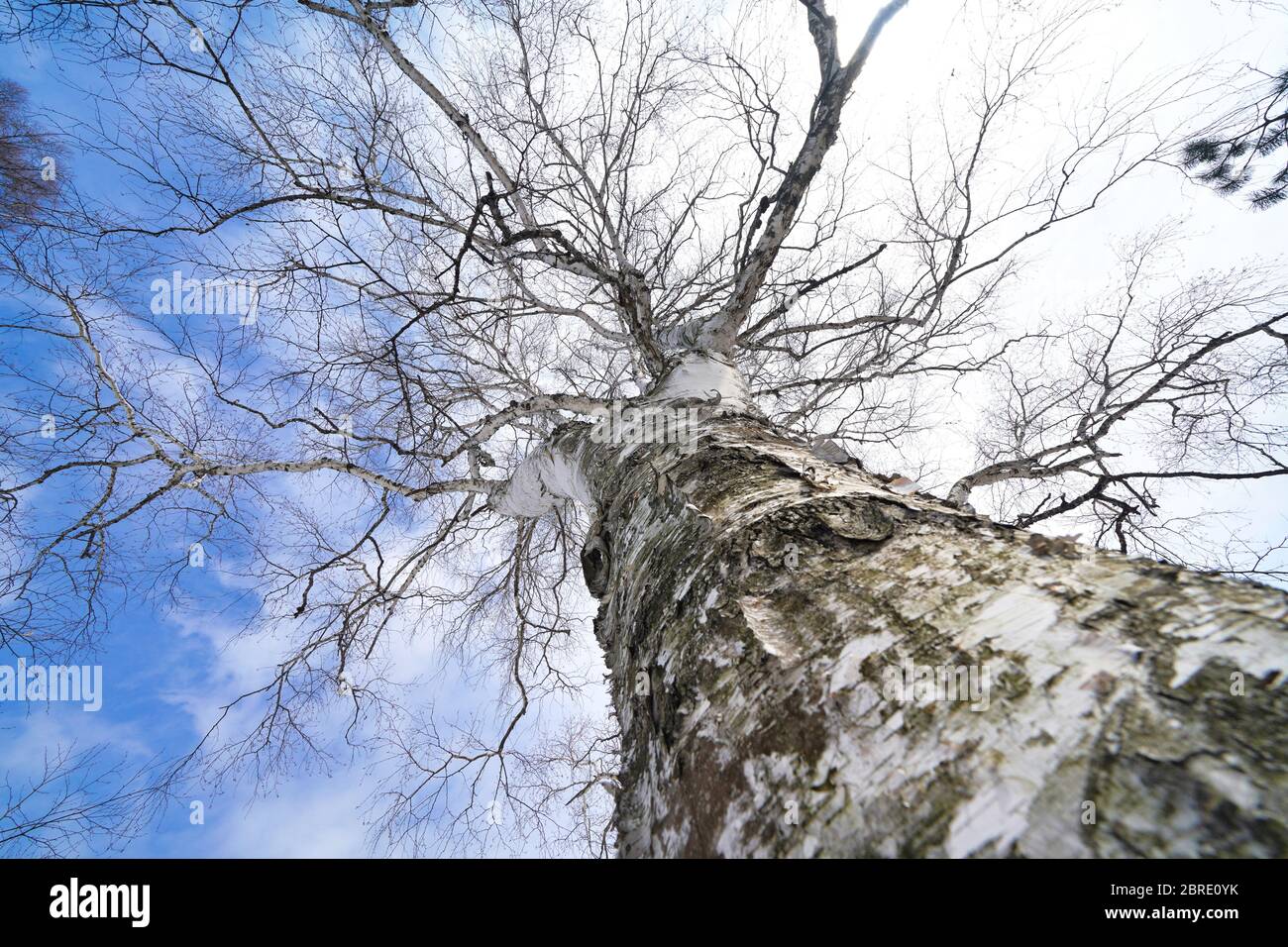 Huge birch tree trunk hi-res stock photography and images - Alamy