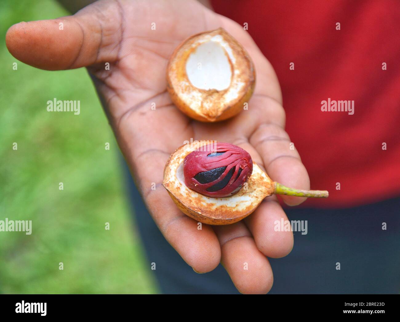 Nutmeg fruit hi-res stock photography and images - Alamy