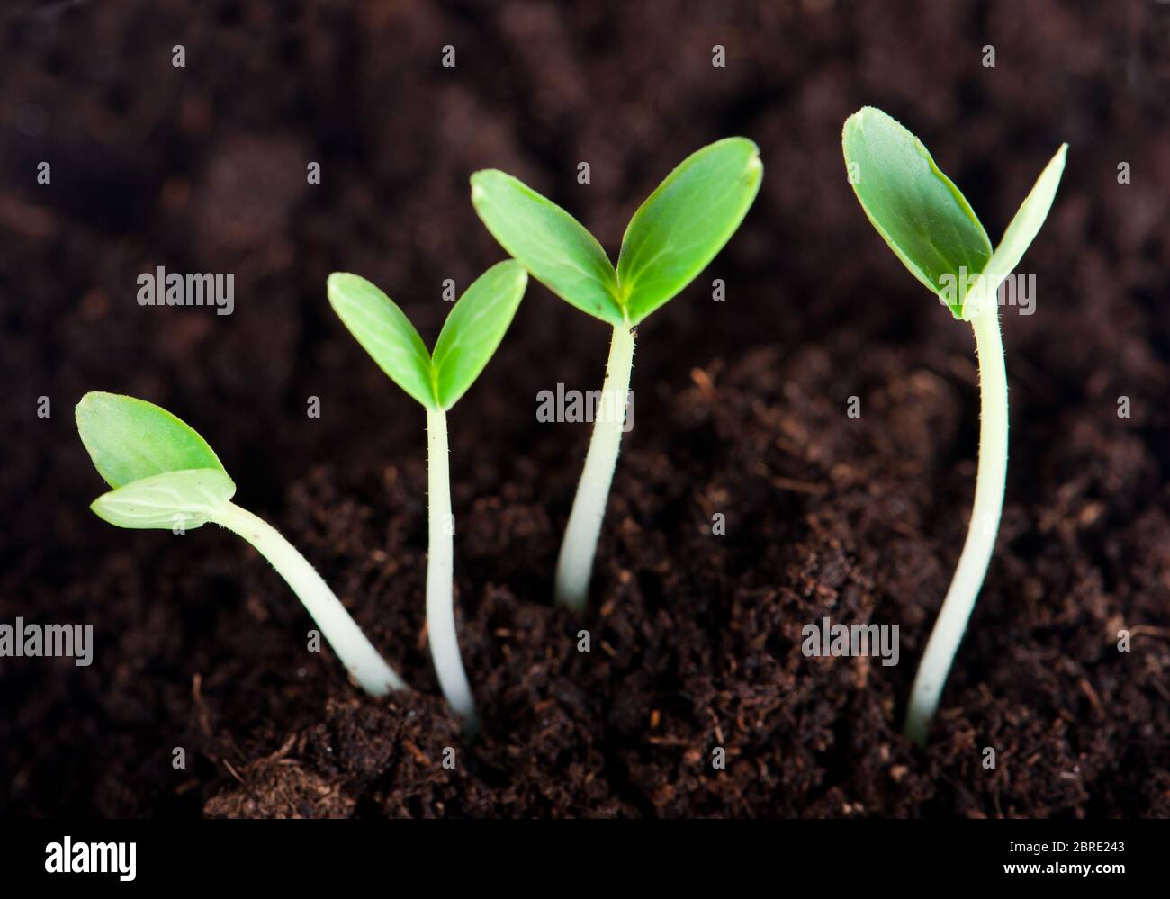 New germ hi-res stock photography and images - Alamy