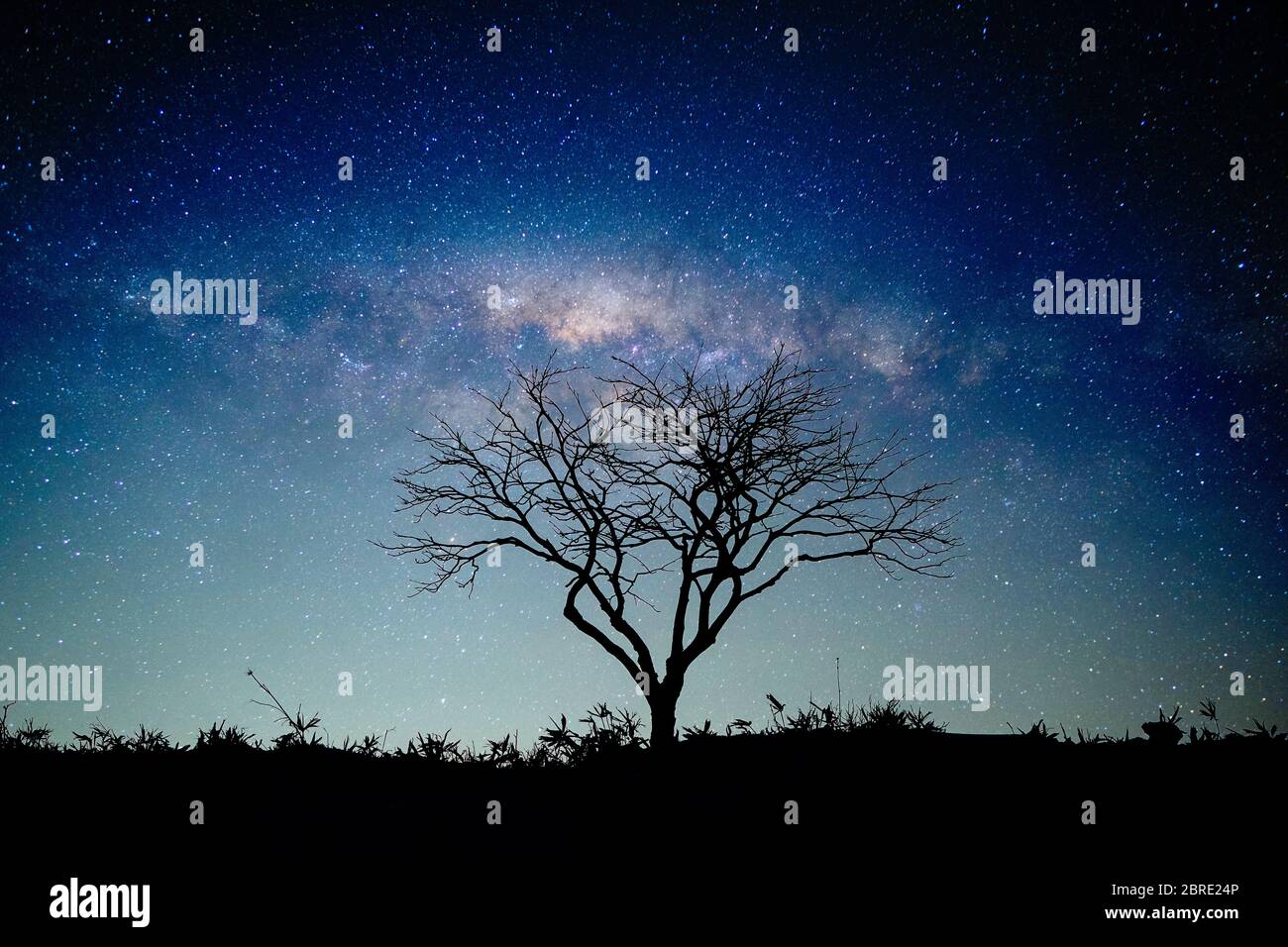 Dead Tree in Night Sky Stock Photo - Alamy