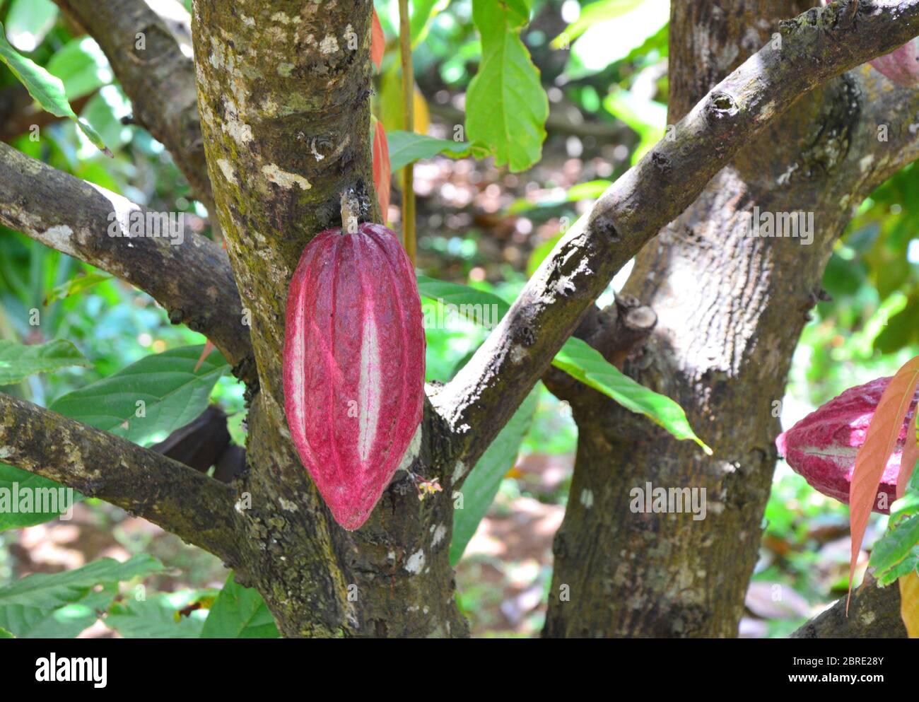 Cocoa fruit growing on the tree. Grenada spice garden Stock Photo - Alamy