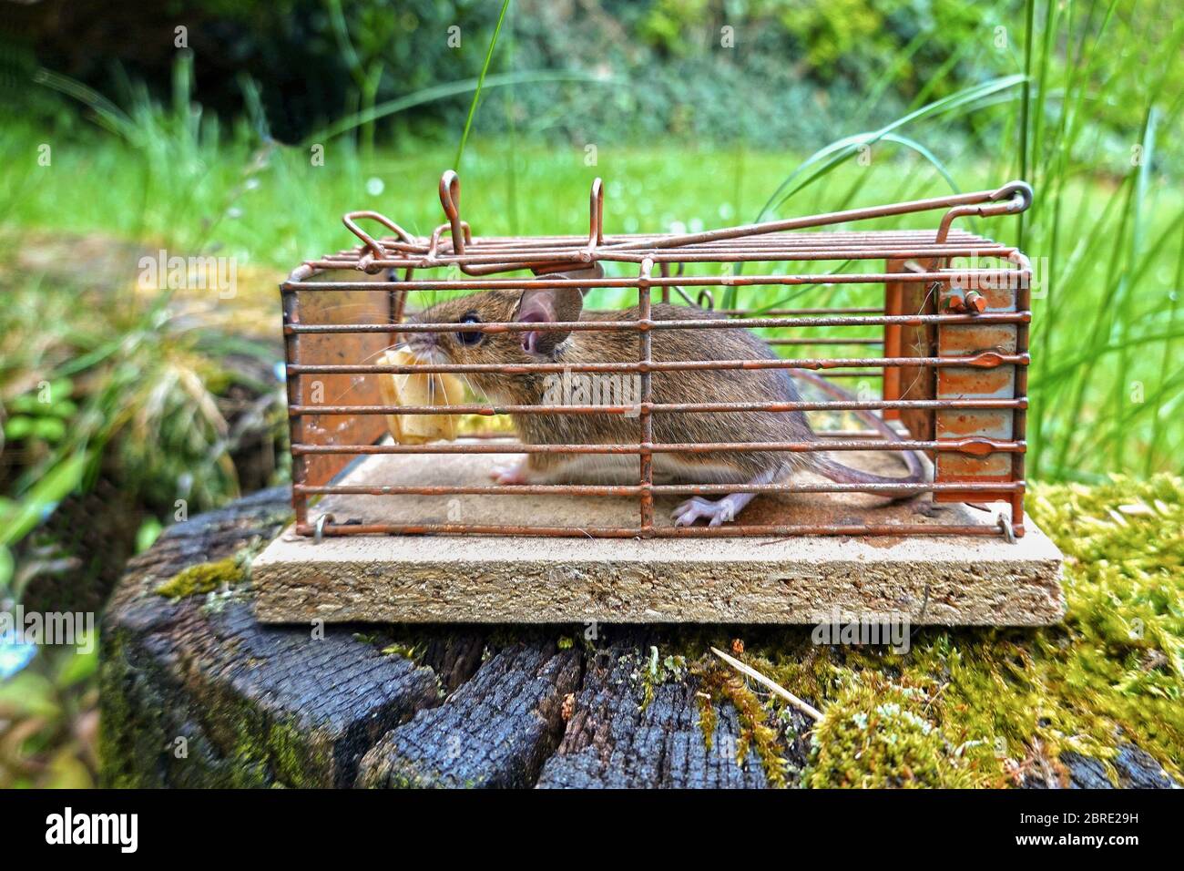 Alive mouse hi-res stock photography and images - Alamy