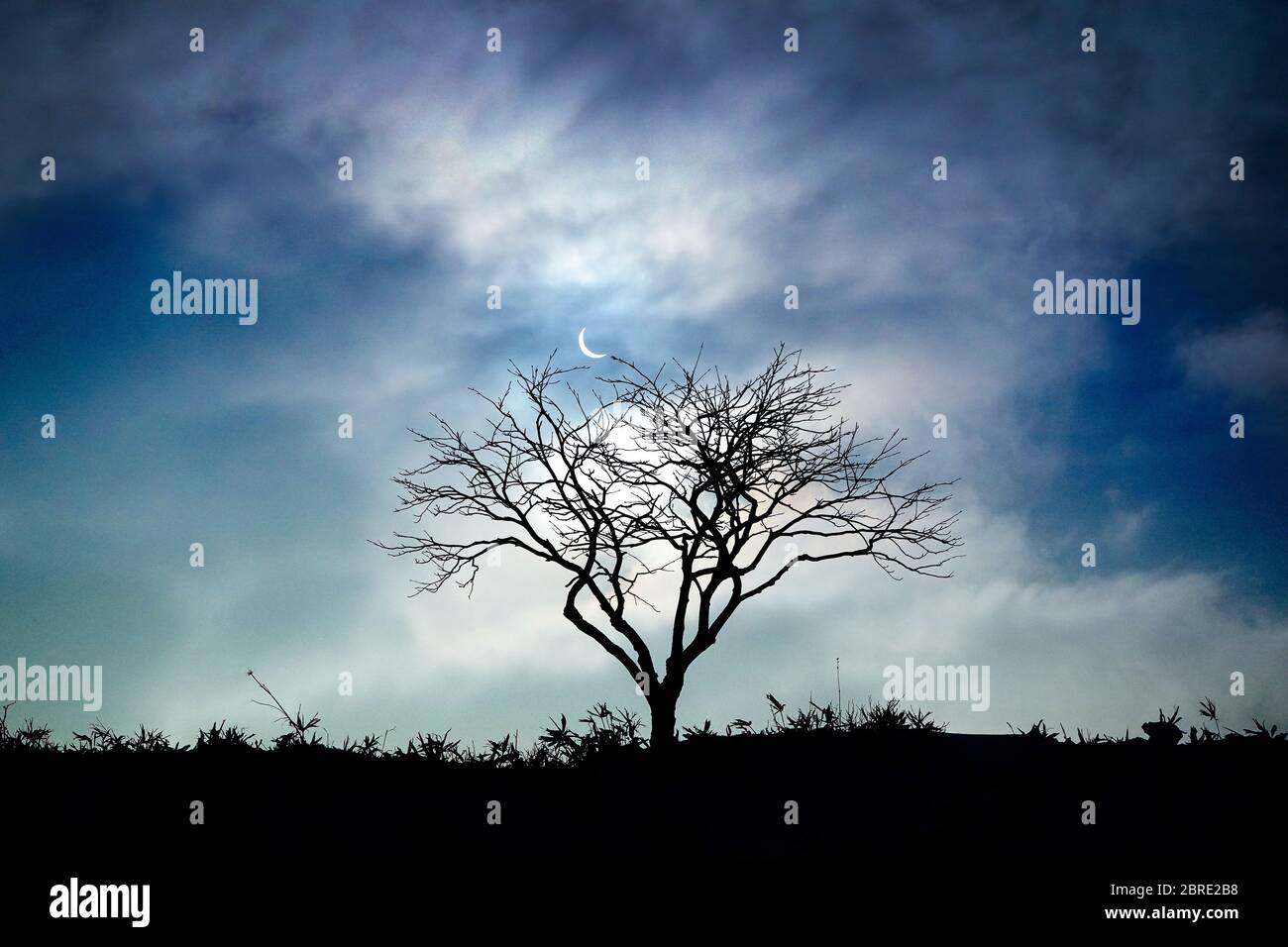 Dead Tree in Night Sky Stock Photo - Alamy