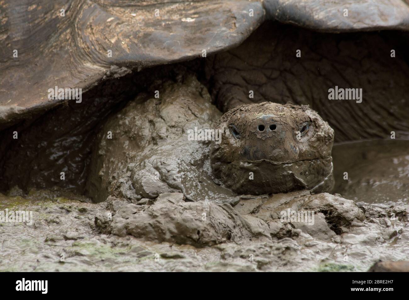 Galápagos tortoise bathing in a pool in the El Chato Reserve on Santa ...