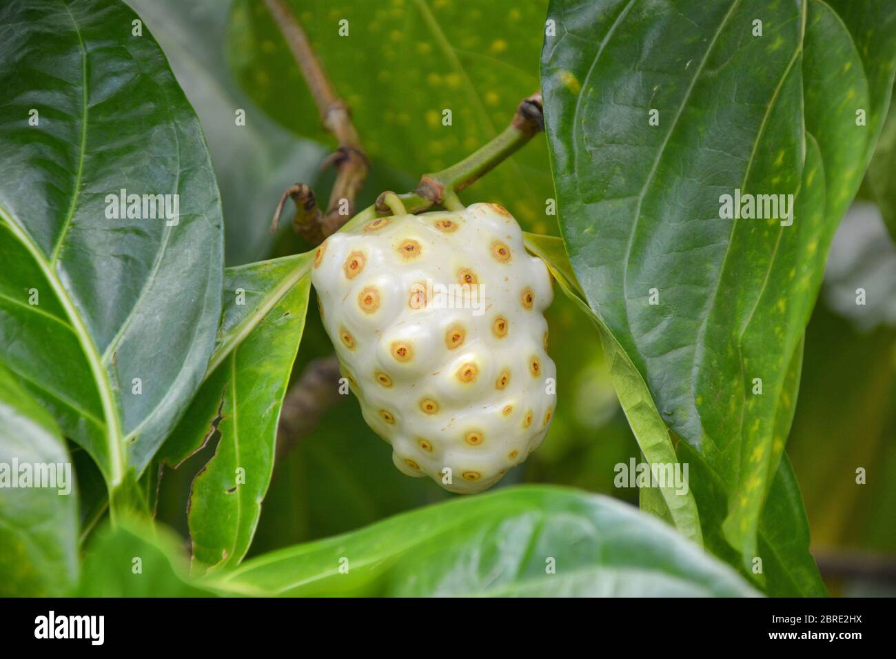 Noni Fruit Tree Morinda Citrifolia NONI FRUIT TREE | SUMMER HIBISCUS