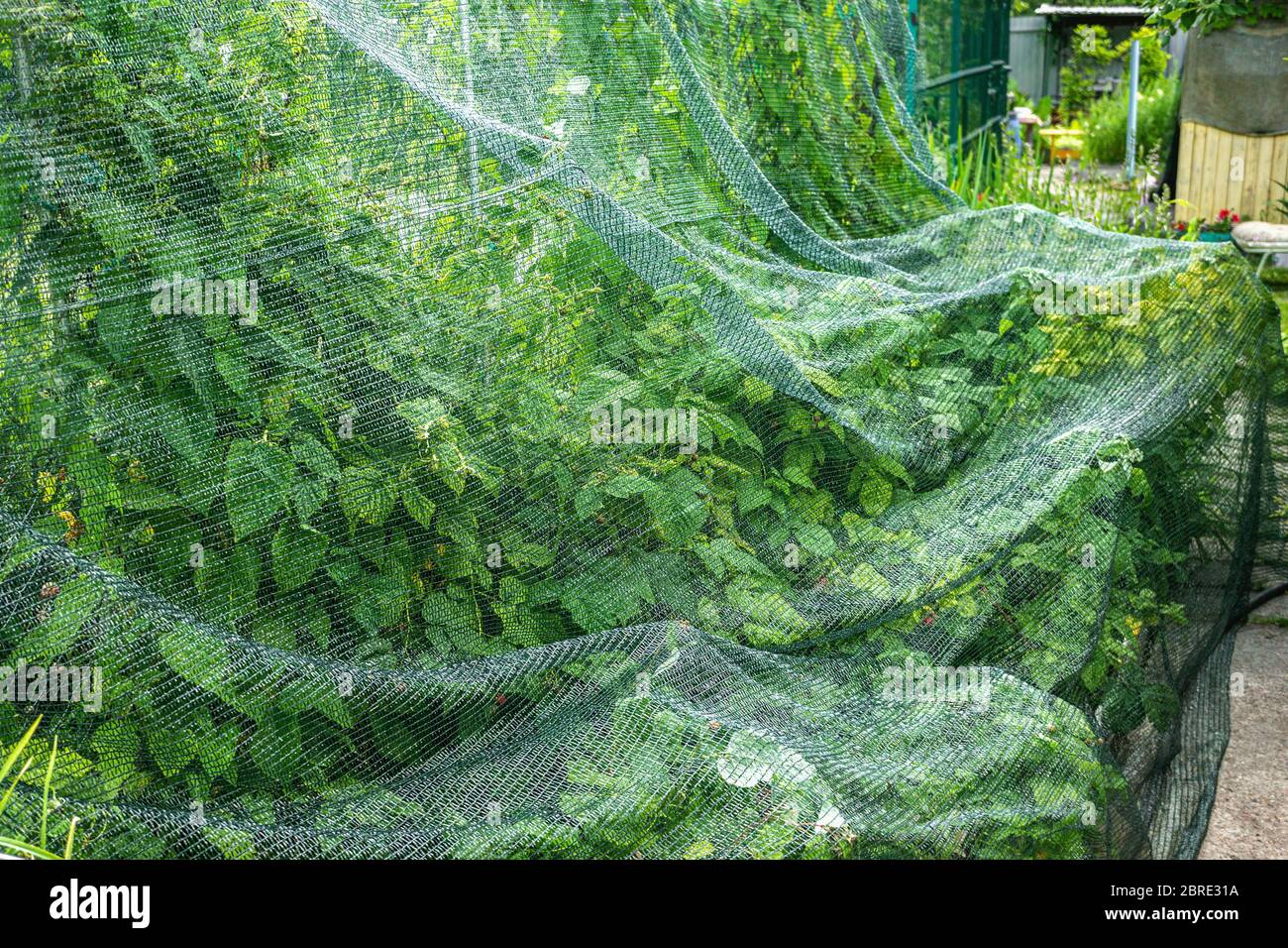 raspberry bed is covered with a protective net from birds. protection ...