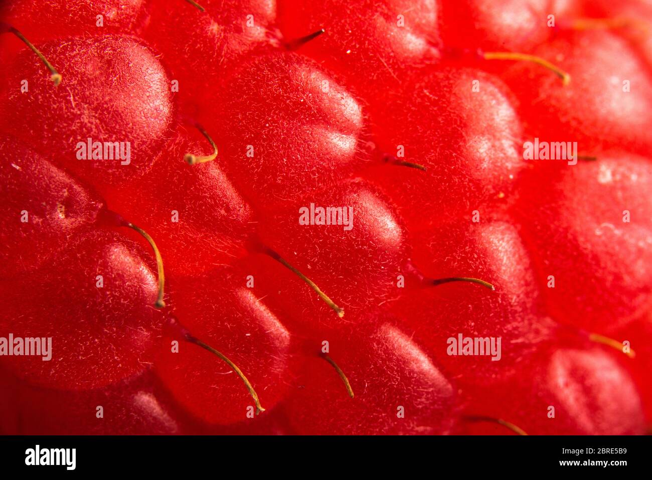 One fresh raspberry closeup macro background Stock Photo - Alamy