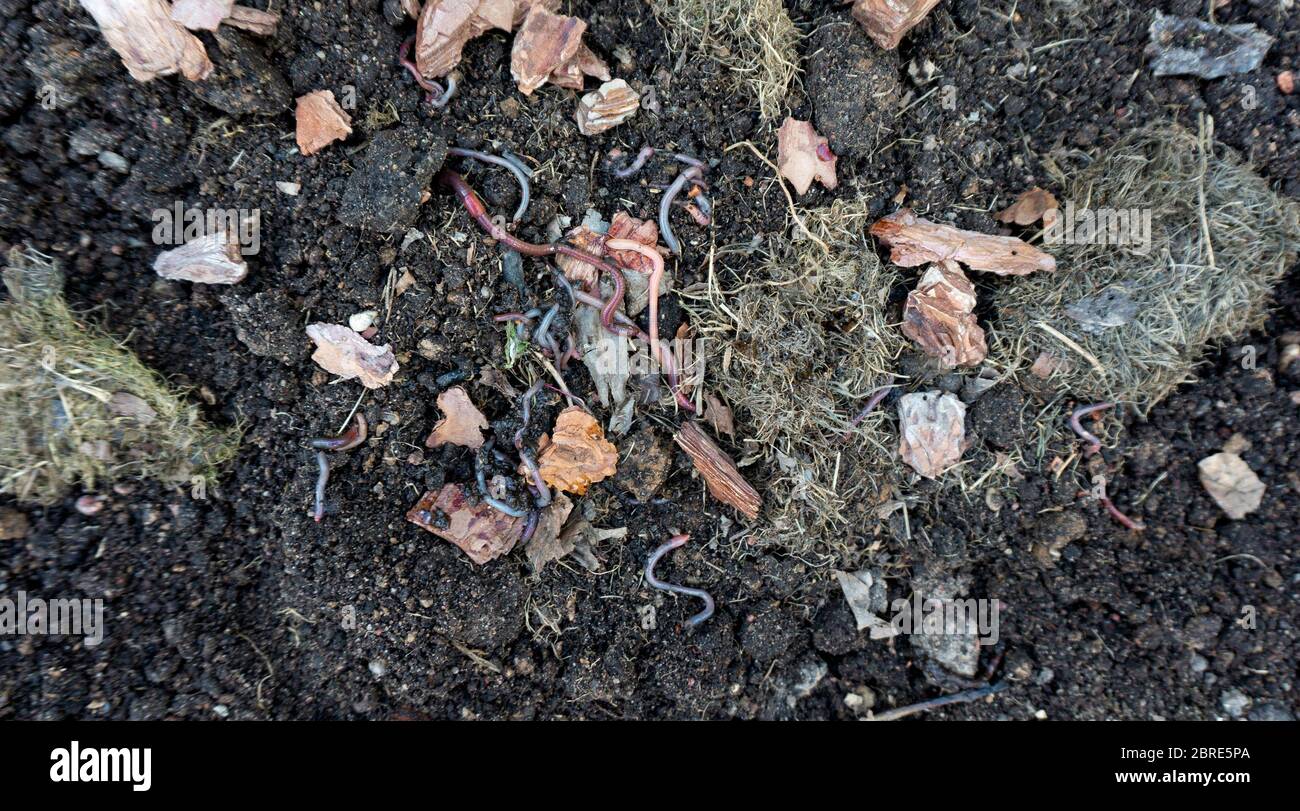 Vermiculture hi-res stock photography and images - Alamy