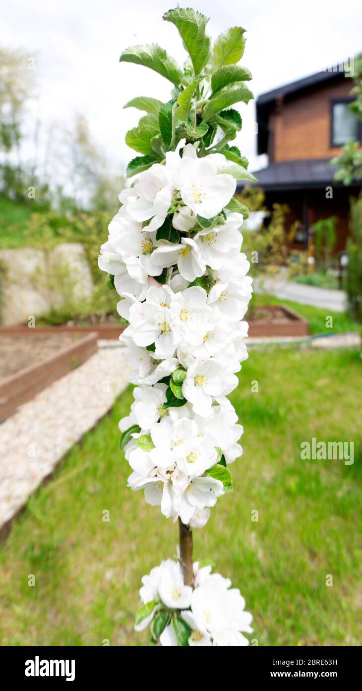 Close-up view of a plentifully blooming columnar apple tree in a young ...