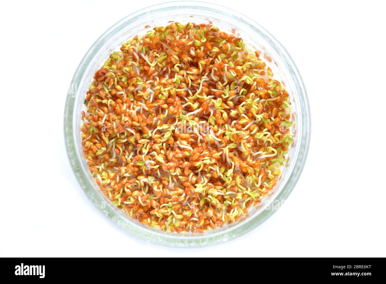 Sprouting seeds of garden cress in glass bowl Stock Photo - Alamy