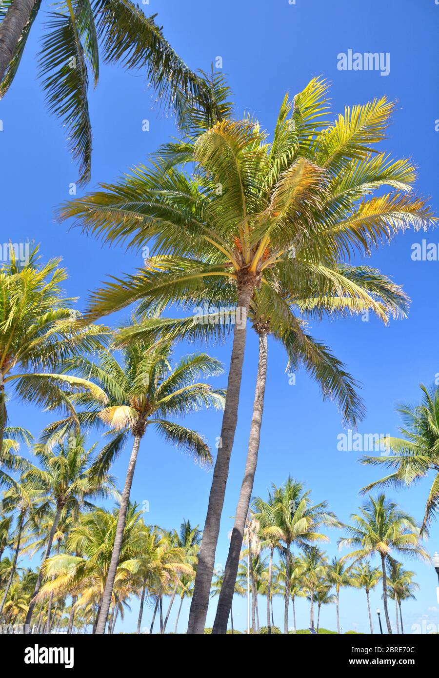 Palm trees in South Beach, Miami Beach Stock Photo - Alamy