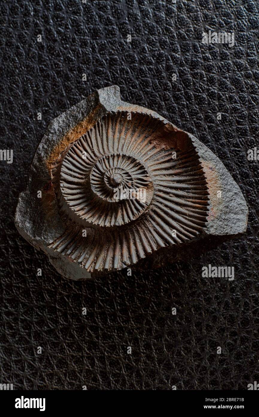 Ammonoids hi-res stock photography and images - Alamy