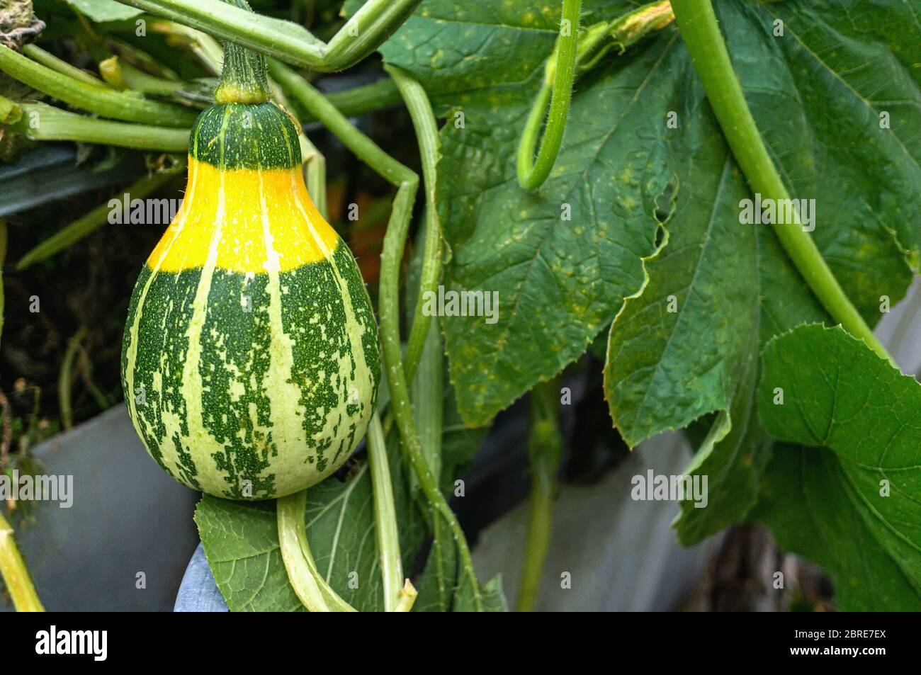 Courgette plant growing ripening fruit hi-res stock photography and ...