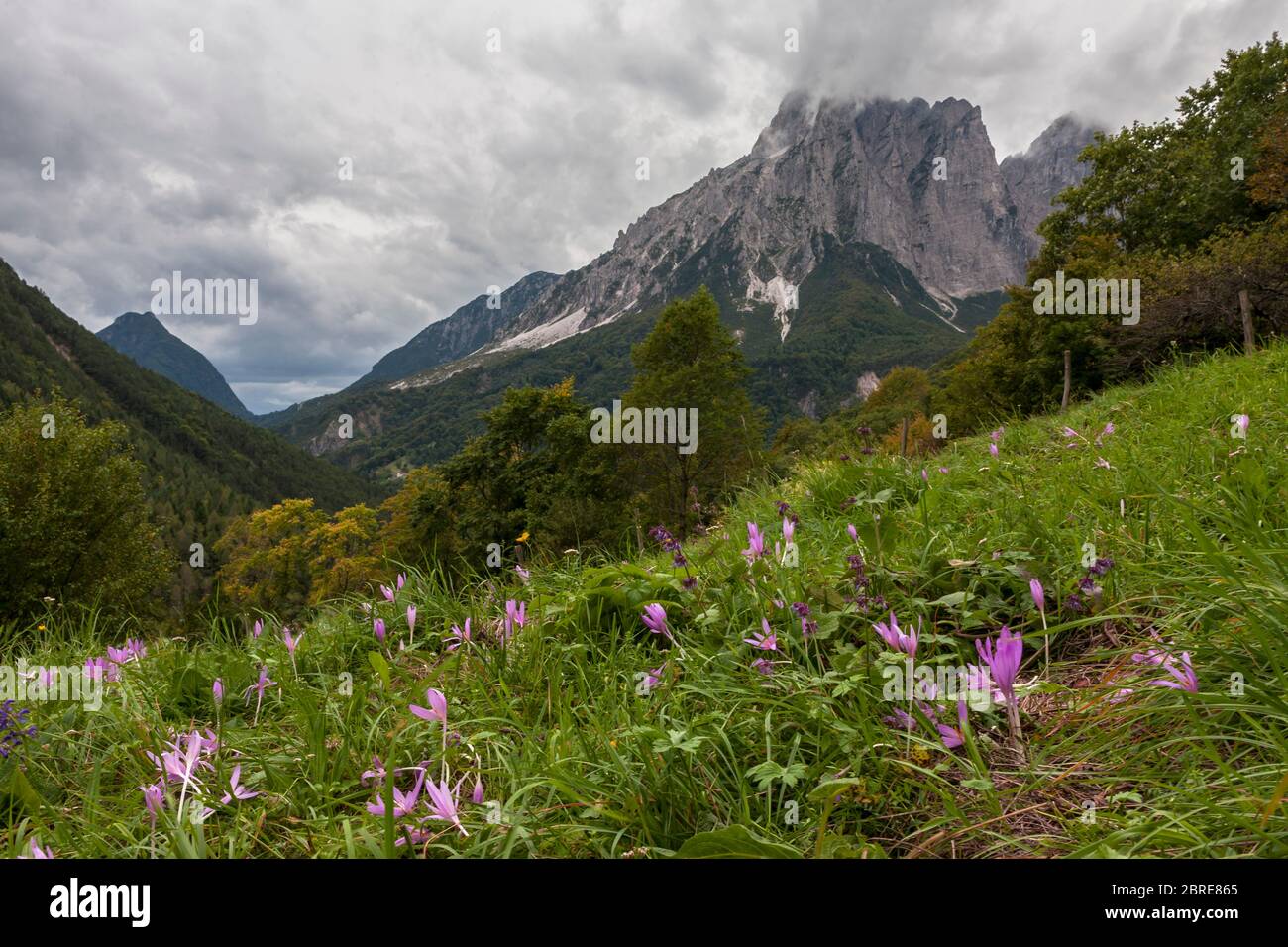 Saps hi-res stock photography and images - Alamy