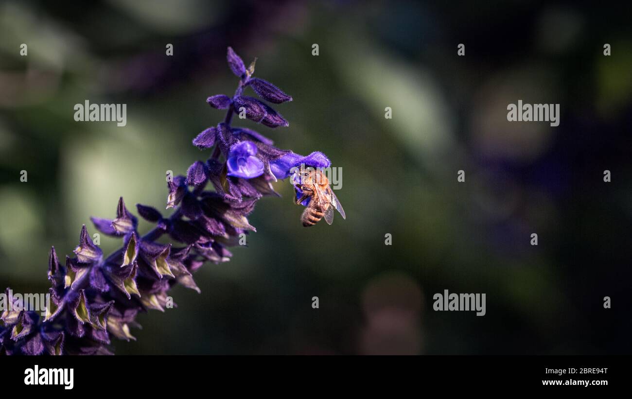 Hard worker bee hi-res stock photography and images - Alamy