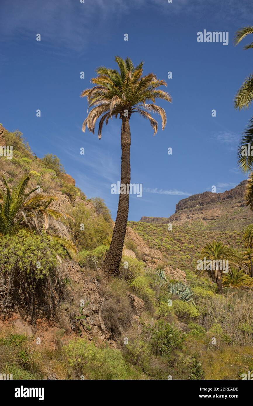 Palm tree standing alone in in a valley in the mountains Stock Photo ...