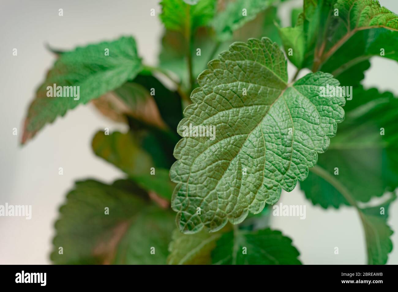 Close up Detail of a mint leaf plant. Beautiful Background pattern for ...