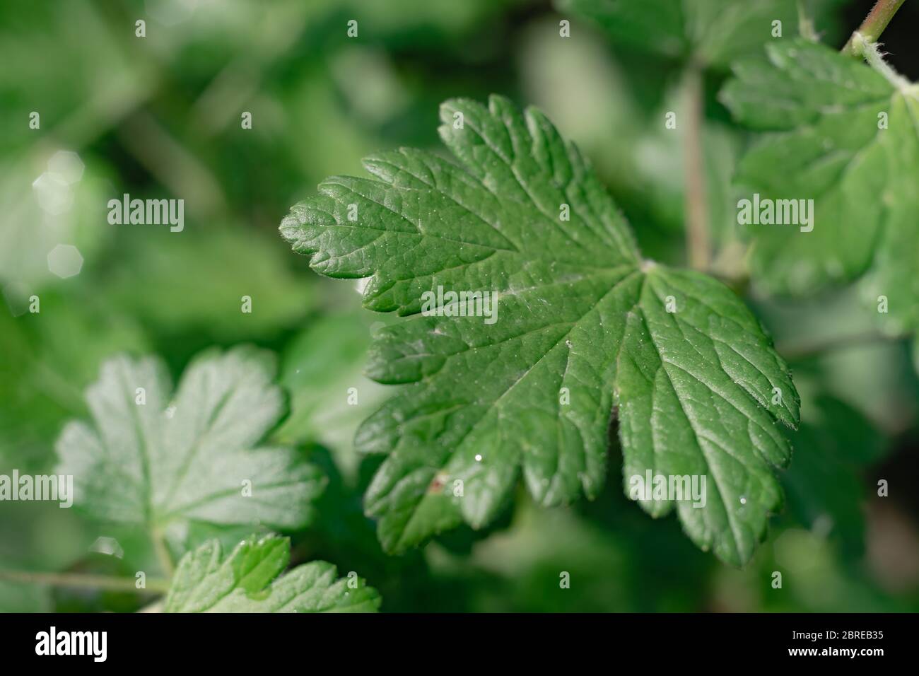 Close up Detail of a leaf plant in the garden. Beautiful Background ...
