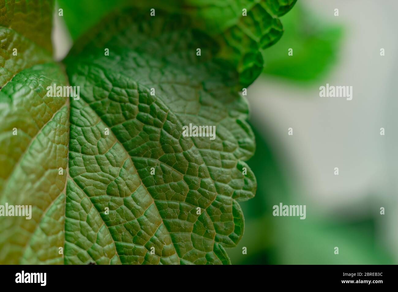 Close up Detail of a mint leaf plant. Beautiful Background pattern for ...