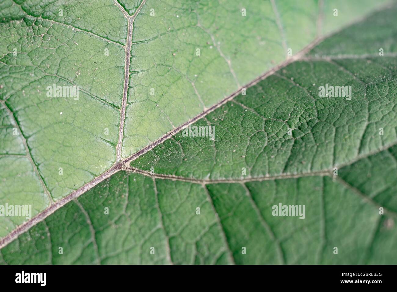 Close up Detail of a leaf plant in the garden. Beautiful Background ...