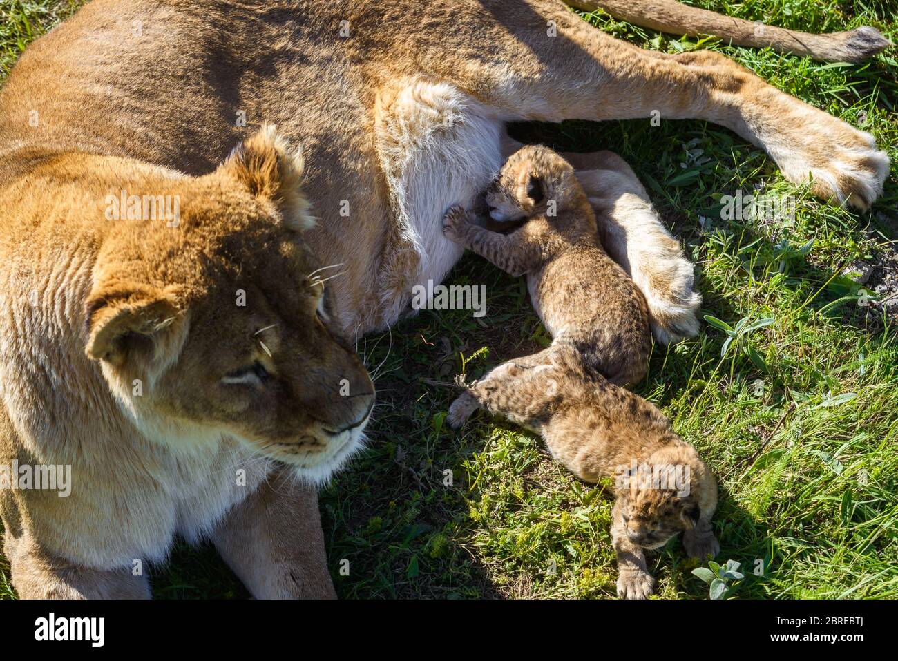 Lioness feeds its cubs in safari park. Top view of lying lioness with ...