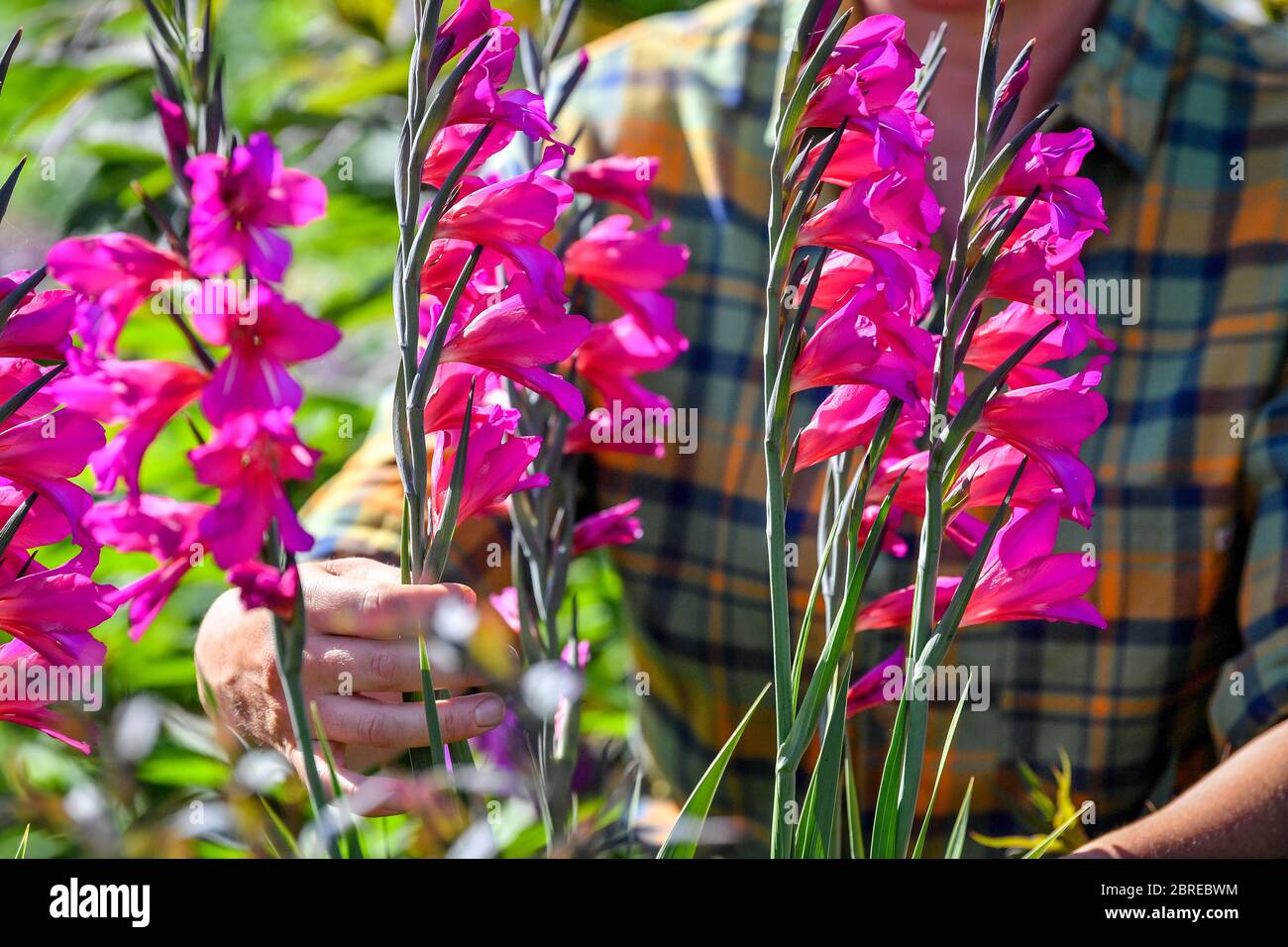 Gardener Zelah Cornelius tends to gladiolus byzantinus flowers at Yeo ...