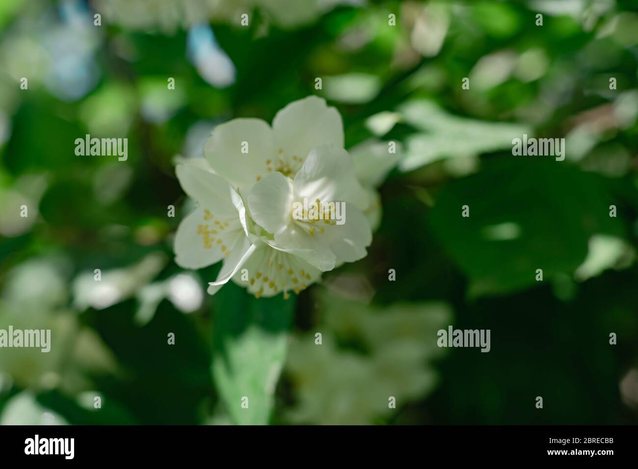 Detail of a jasmine flowers plant in the forest. Beautiful Background ...