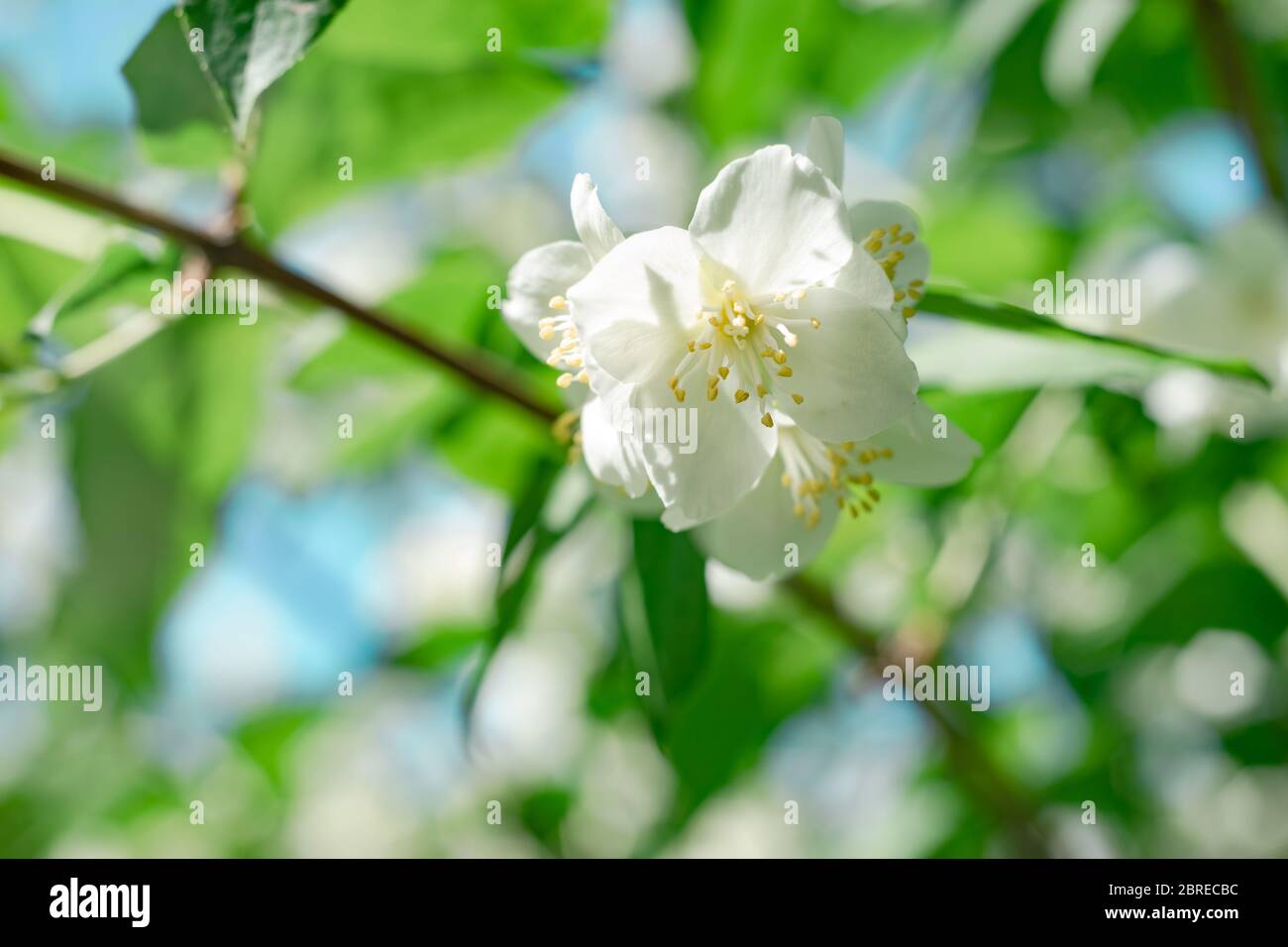 Detail of a jasmine flowers plant in the forest. Beautiful Background ...