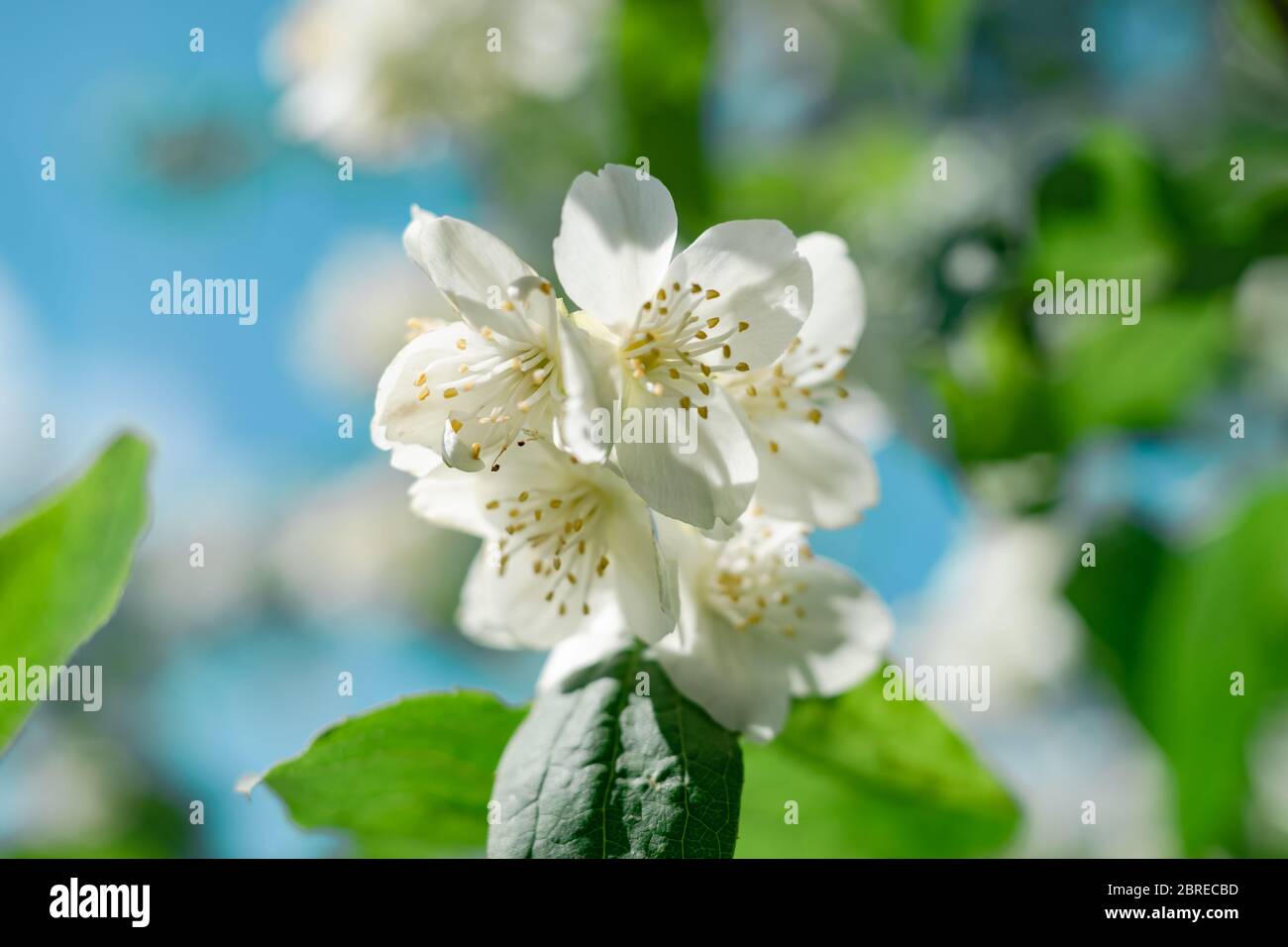 Detail of a jasmine flowers plant in the forest. Beautiful Background ...