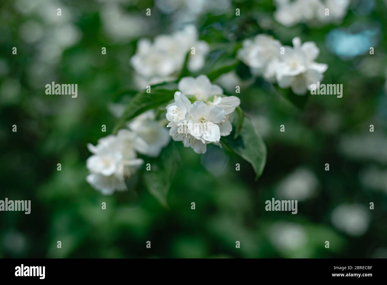 Detail of a jasmine flowers plant in the forest. Beautiful Background ...