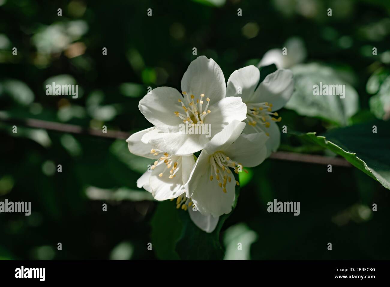 Detail of a jasmine flowers plant in the forest. Beautiful Background ...