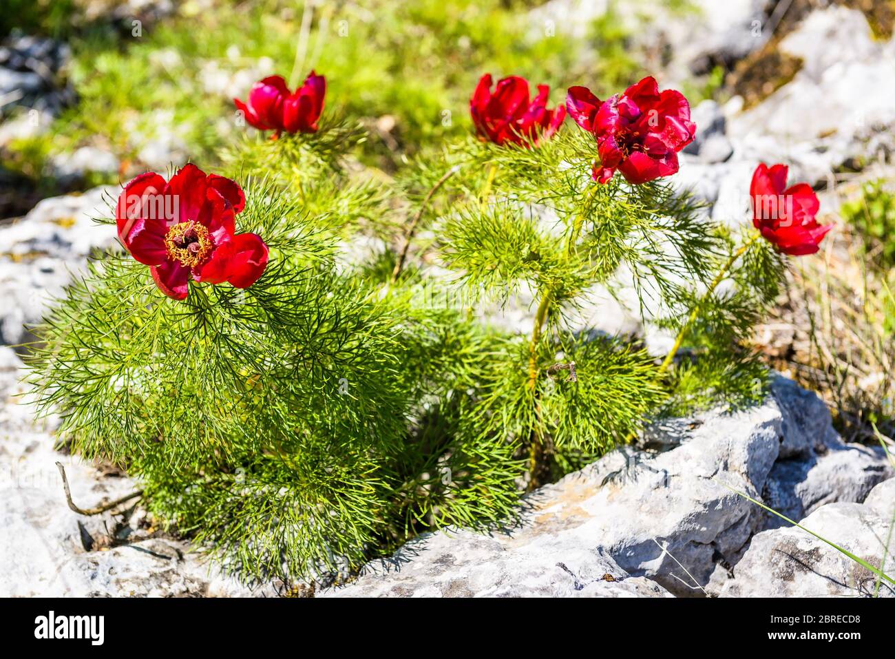 Red mountain peony flowers on a stone background Stock Photo - Alamy
