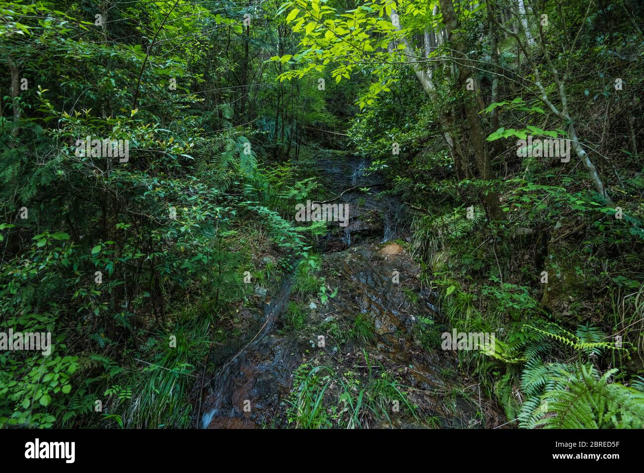 A waterfall on early summer fresh green forest Stock Photo - Alamy