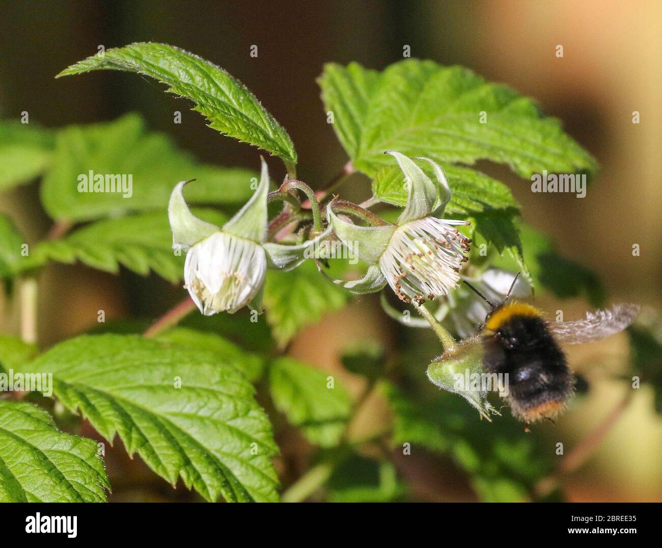 Raspberry bush flowerhead hi-res stock photography and images - Alamy