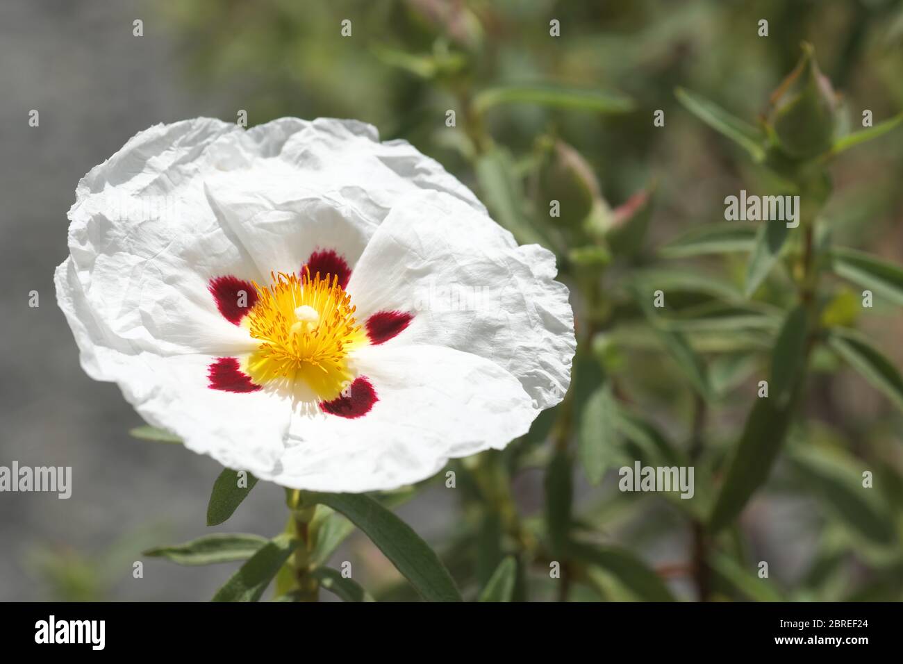Cistus x purpureus Alan Fradd rock rose white flowers in May 2020 Stock ...