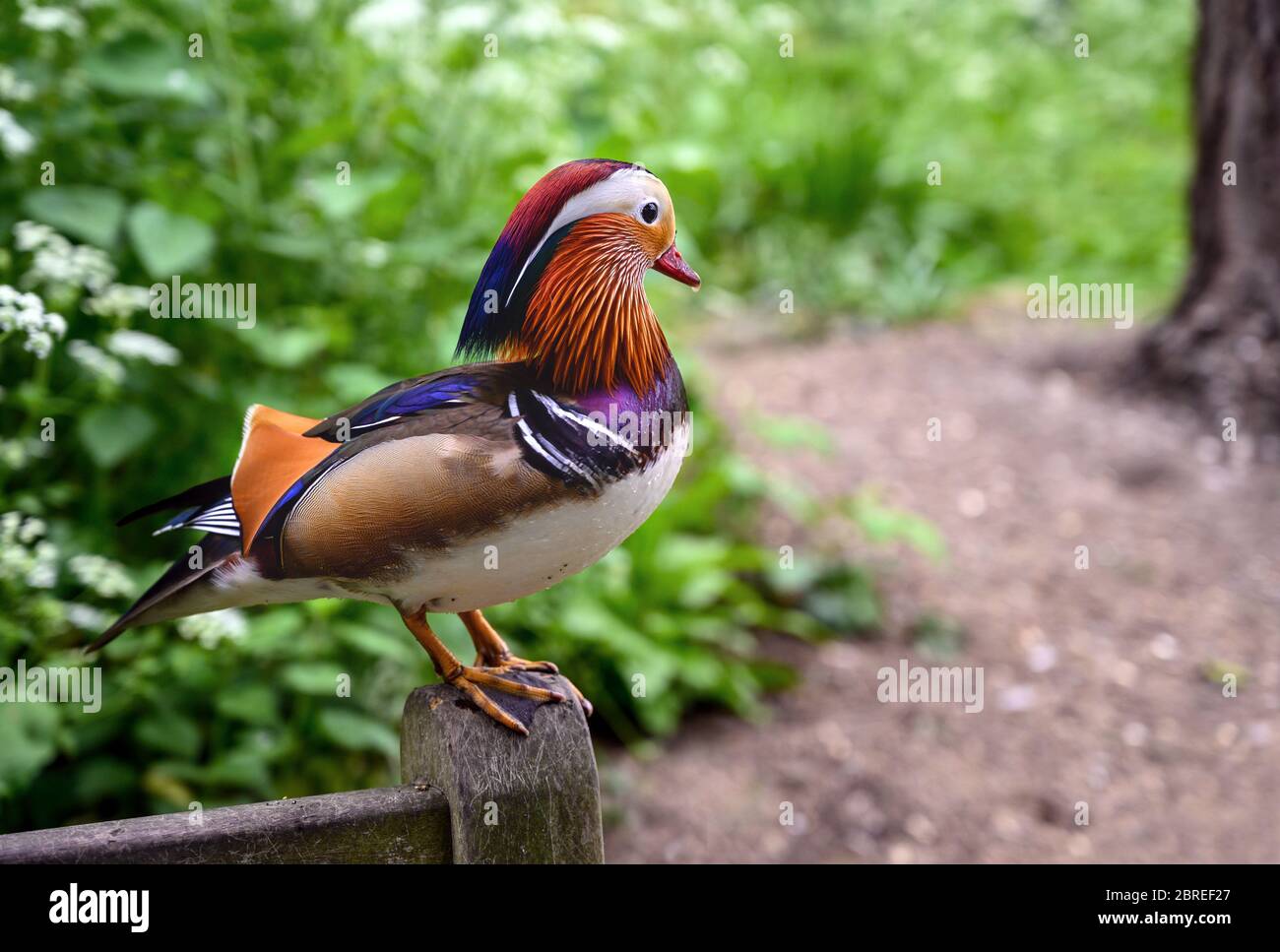 Mandarin duck (Aix galericulata) in Kelsey Park, Beckenham, Greater ...