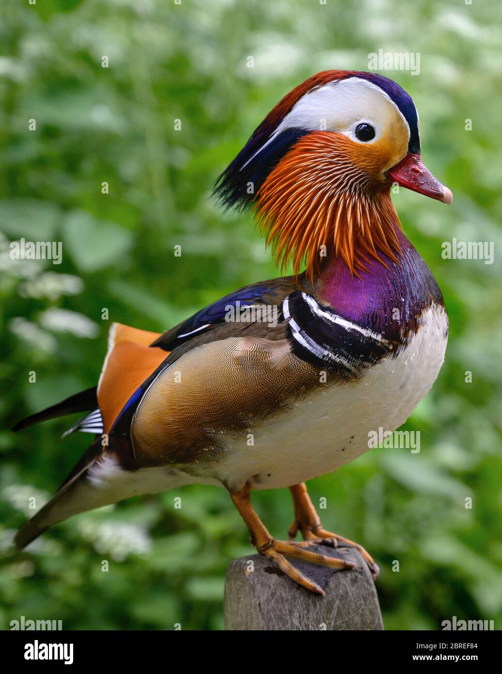 Portrait mandarin duck hi-res stock photography and images - Alamy