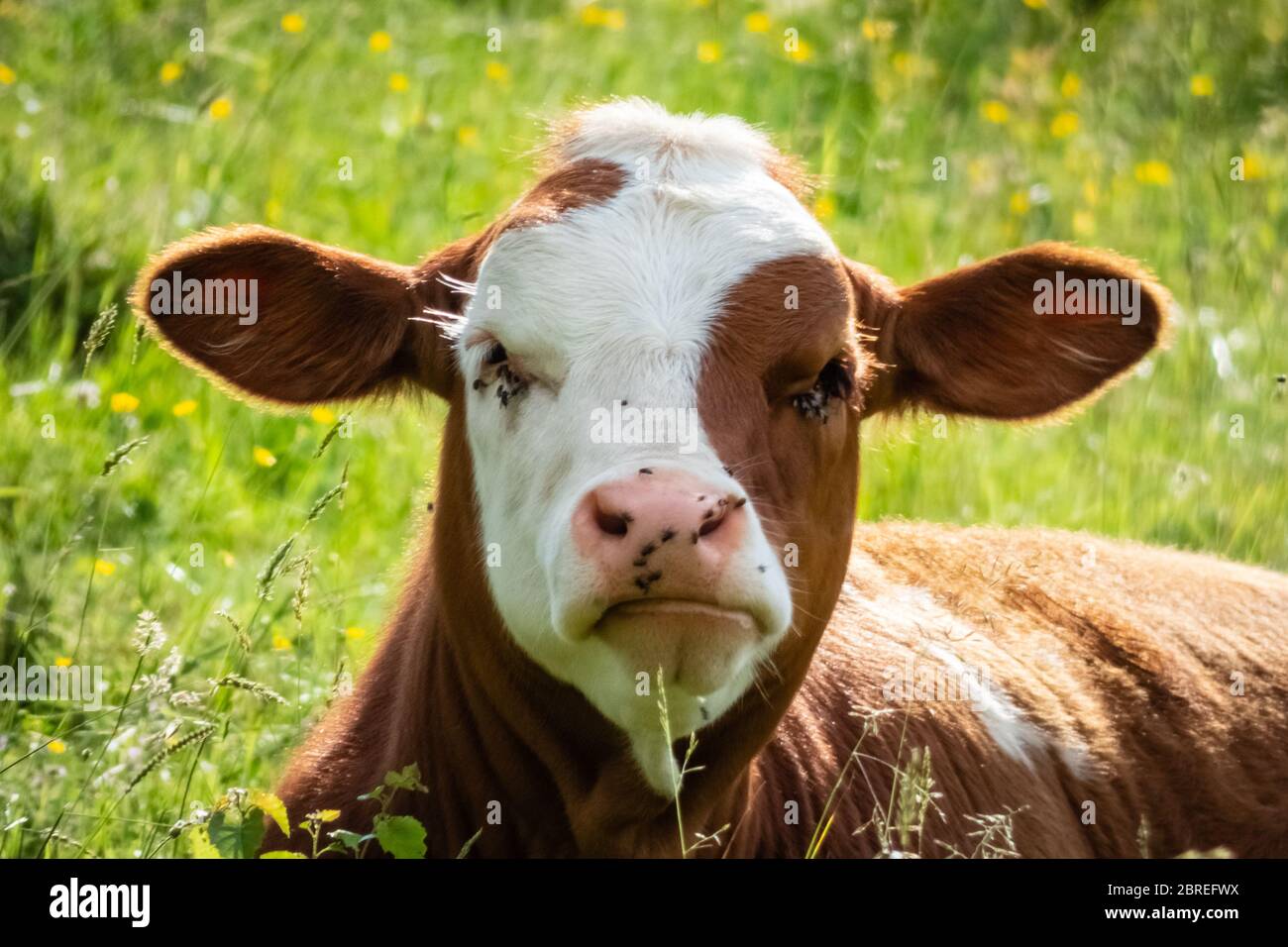 Pink nose of a cow hi-res stock photography and images - Alamy