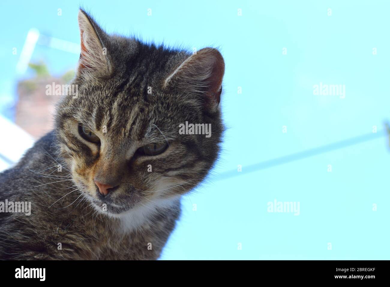 Stray cat face hi-res stock photography and images - Alamy