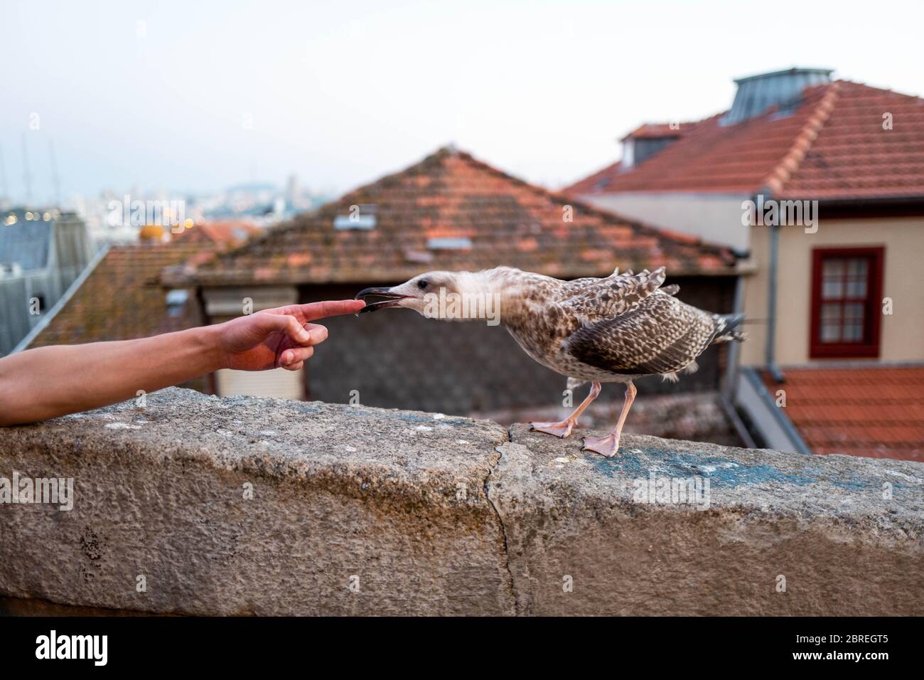Europe, Portugal, Porto. A seagull bites a finger with the old Port in ...