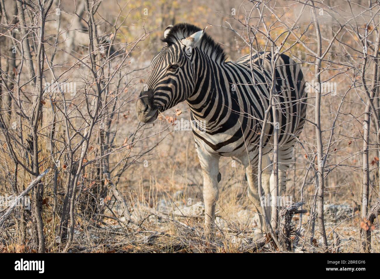 Closeup portrait of striped zebra with smart big black eyes on African ...