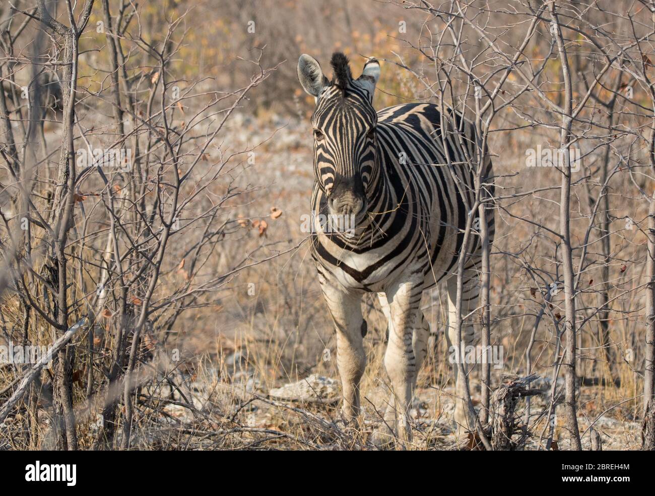 Closeup portrait of striped zebra with smart big black eyes on African ...