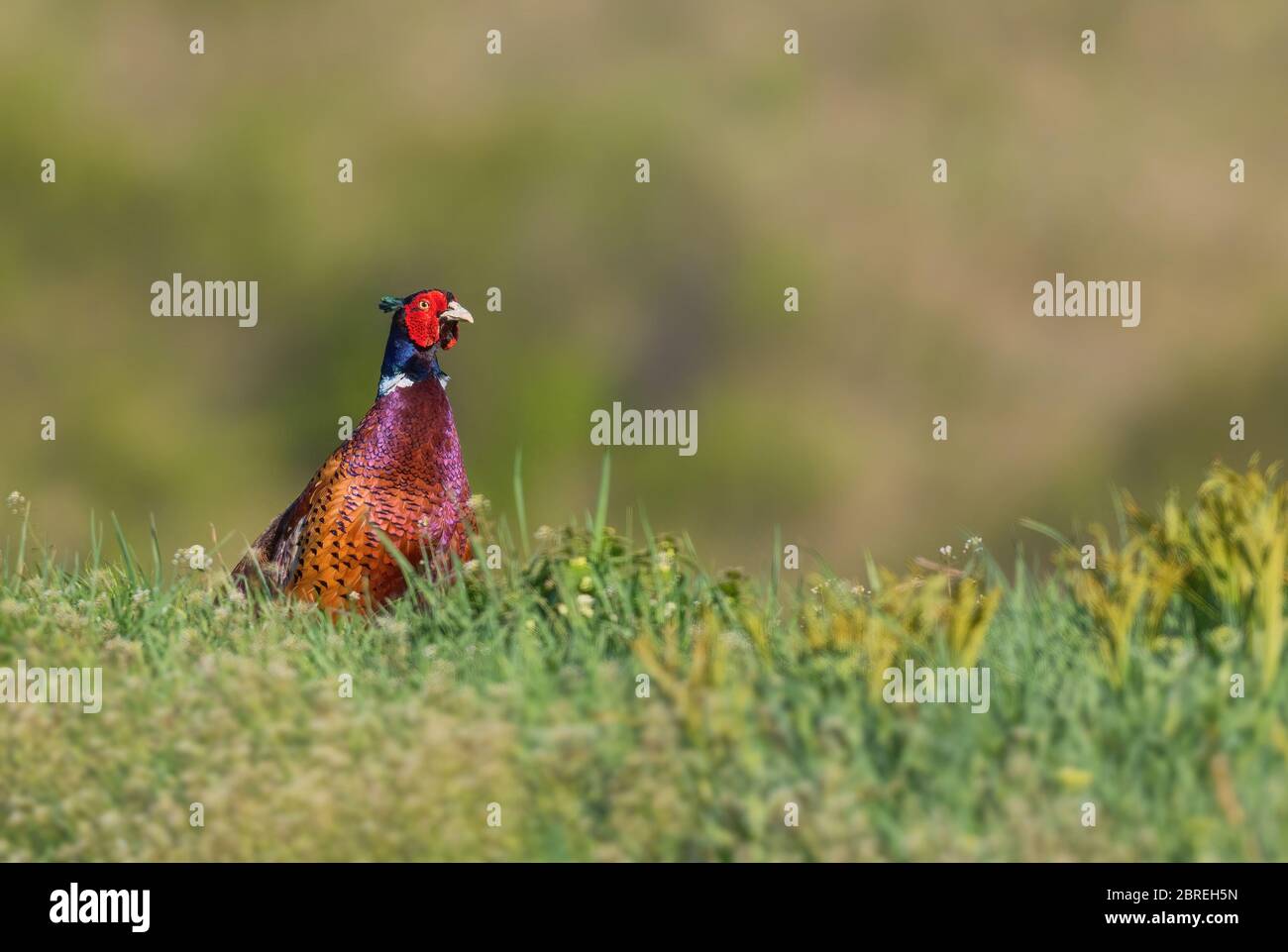 Common Pheasant - Phasianus colchicus, beautiful colored bird from ...