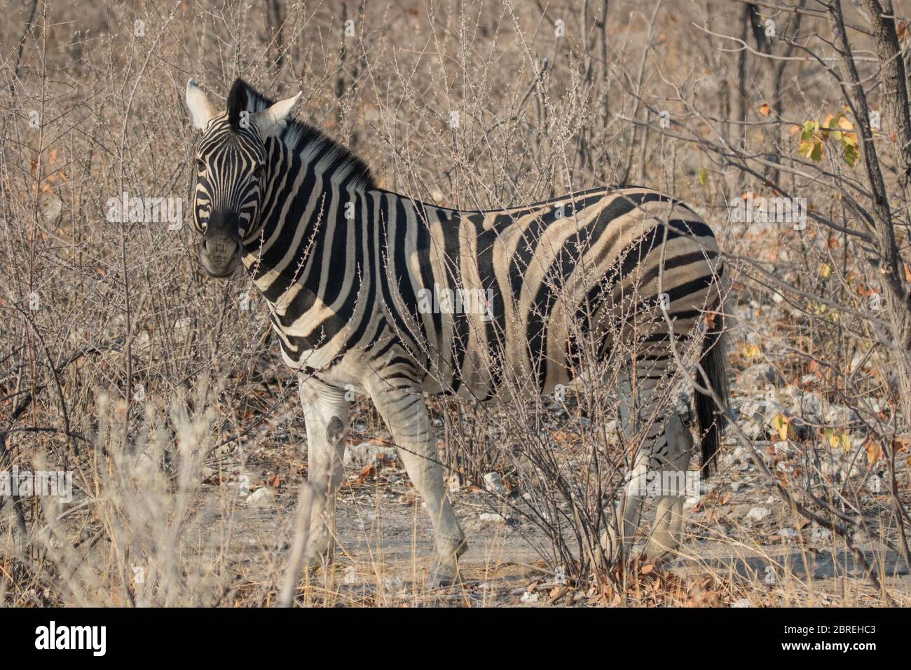 Closeup portrait of striped zebra with smart big black eyes on African ...