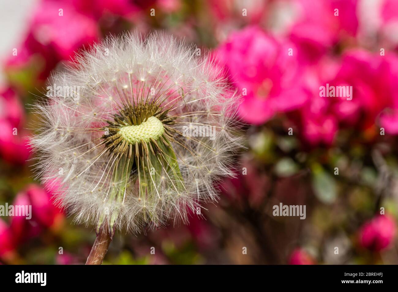 Close up photograph of complete Dandelion seed head on pink background ...
